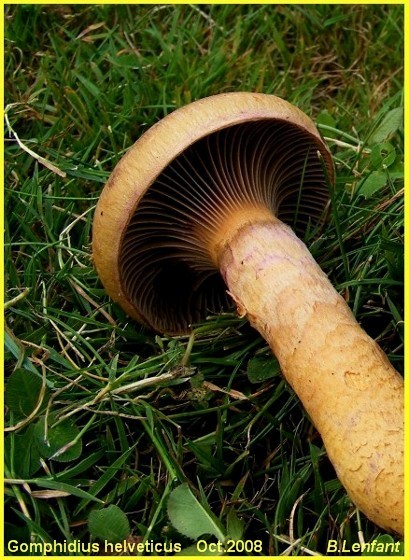 Gomphidiaceae. - Site Jimdo de nature-et-espace!