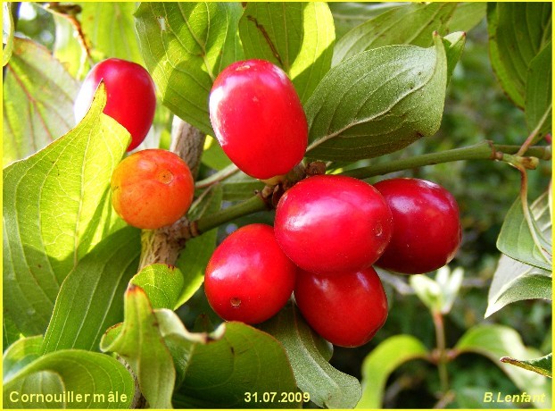 BAIES ET DRUPES COMESTIBLES - Site Jimdo de nature-et-espace!