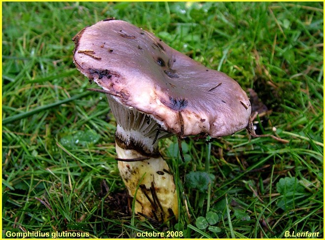 Gomphidiaceae. - Site Jimdo de nature-et-espace!