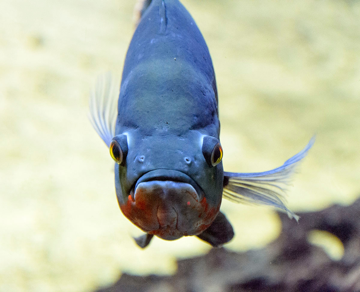 SEA CREATURES - ClaudineSnell Photography