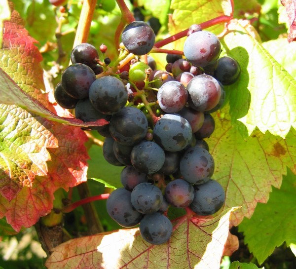 Grape Variety "Rondo" - "Amurensis Walk" - Thomas Walk Vineyard - Irish ...