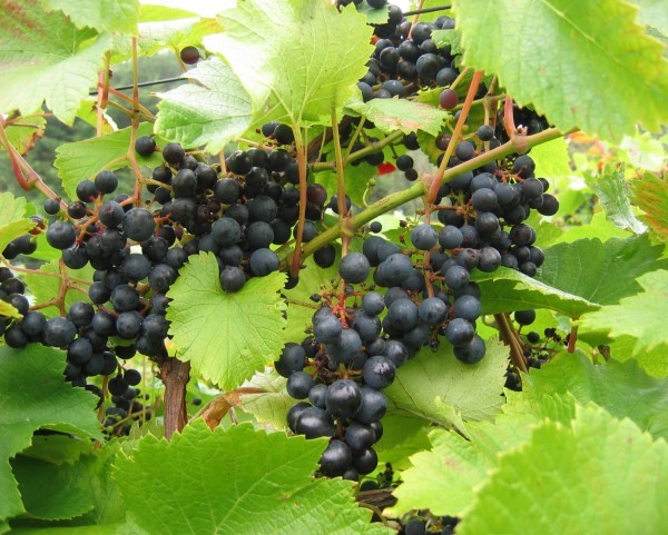 Grape Variety "Rondo" - "Amurensis Walk" - Thomas Walk Vineyard - Irish ...