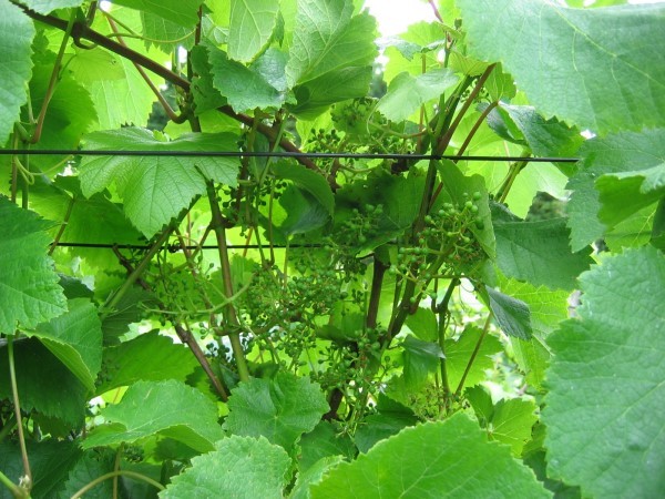Grape Variety "Rondo" - "Amurensis Walk" - Thomas Walk Vineyard - Irish ...