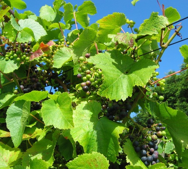 Grape Variety "Rondo" - "Amurensis Walk" - Thomas Walk Vineyard - Irish ...