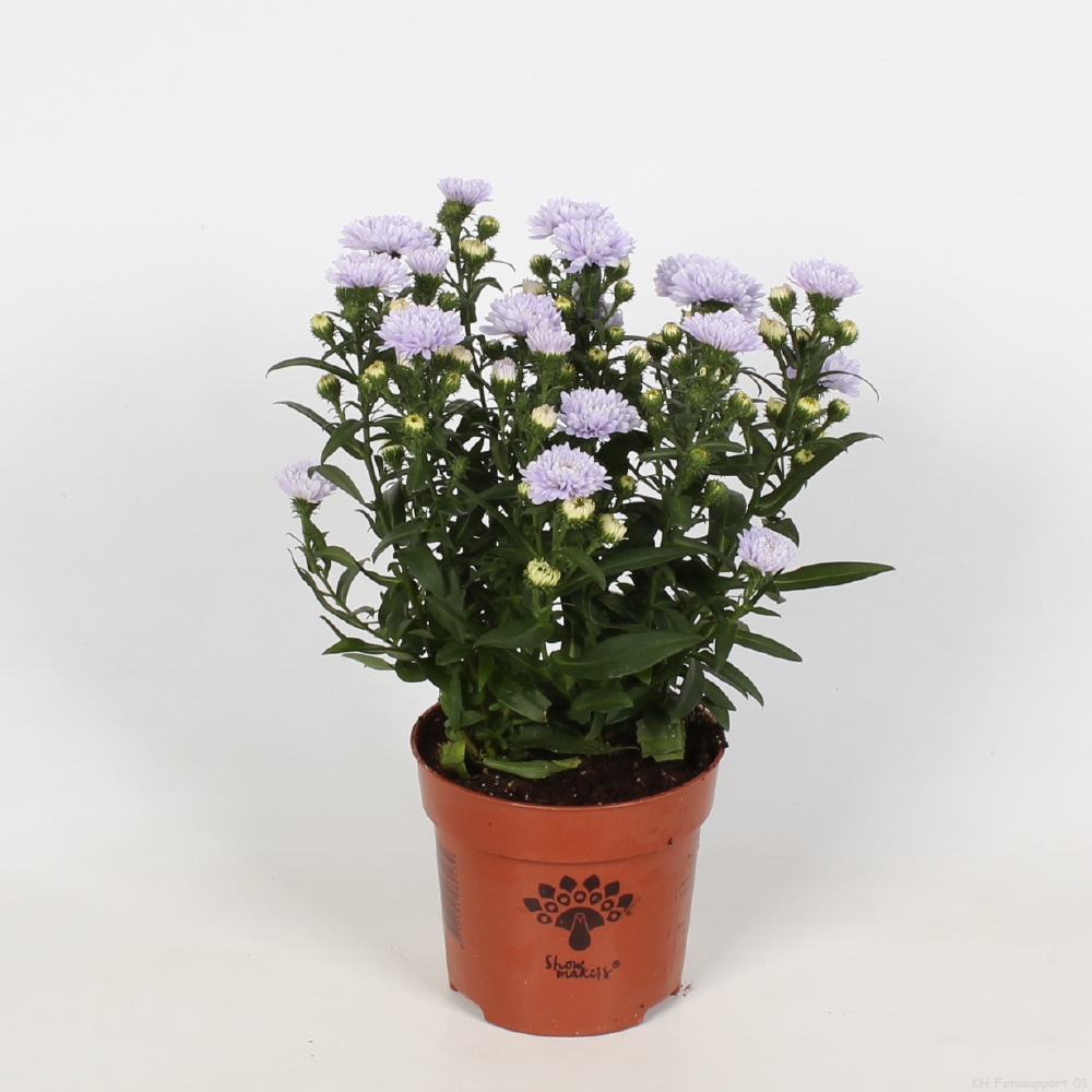 Aster Showmakers® - Website van Endhoven Flowering Plants