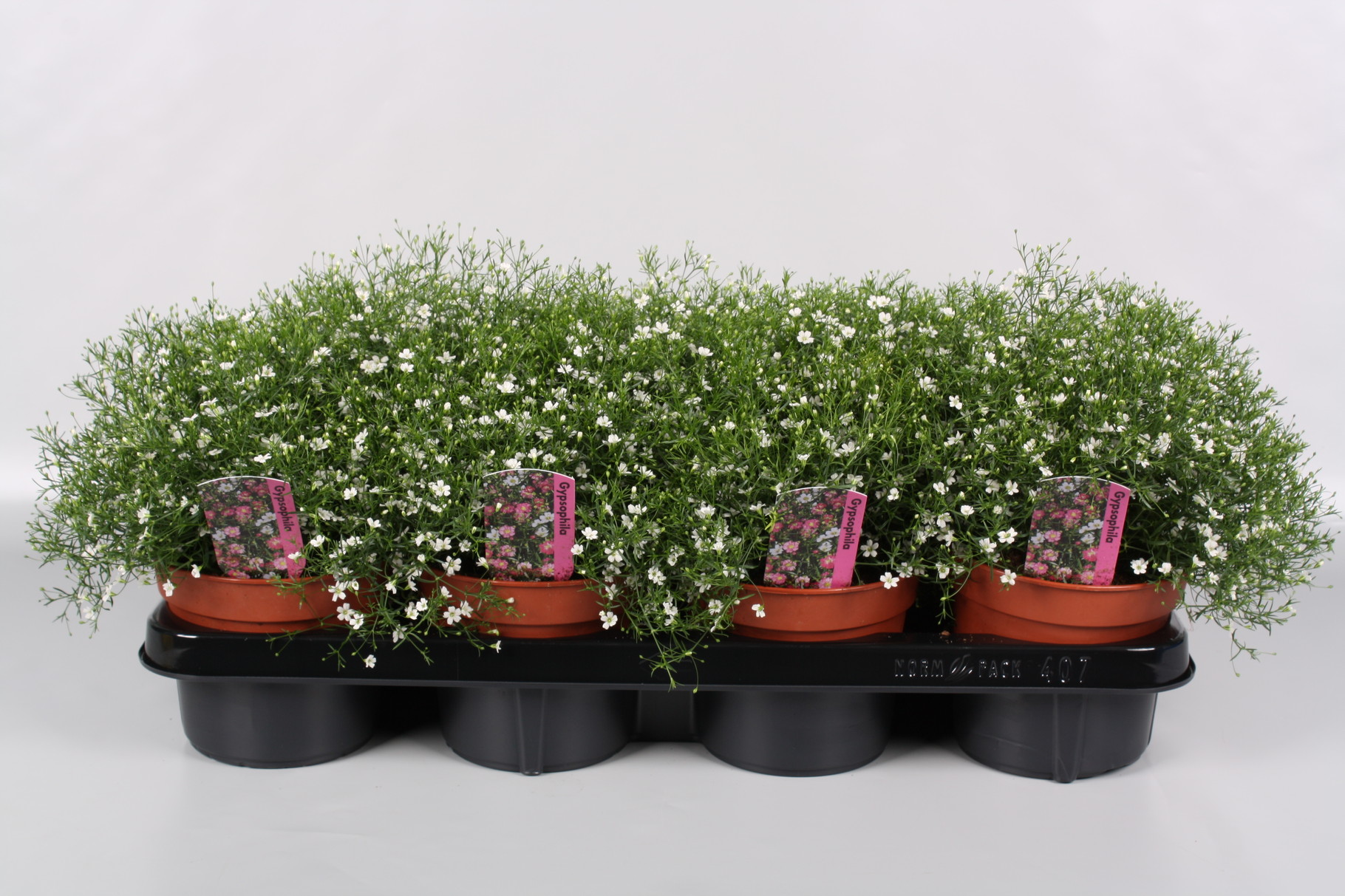 Gypsophila Muralis - Website van Endhoven Flowering Plants