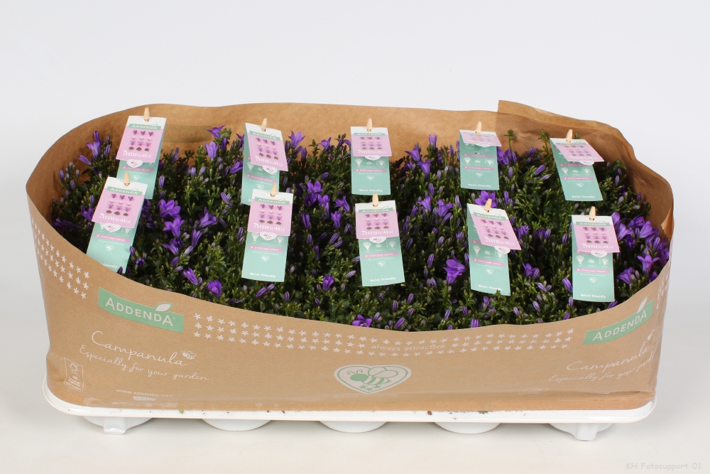 Ambella Purple® Ambella Lavender® - Website van Endhoven Flowering Plants