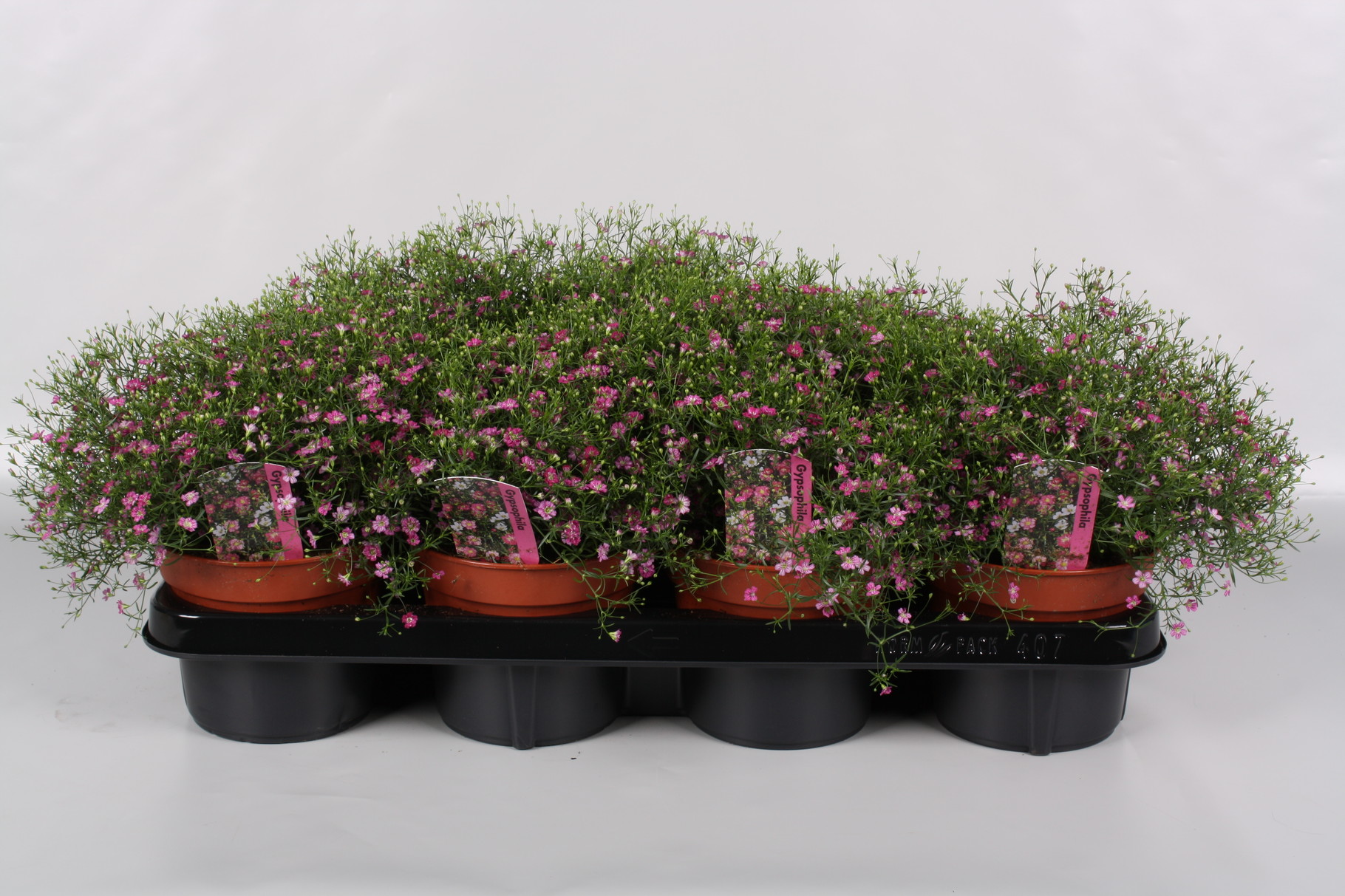 Gypsophila Muralis - Website van Endhoven Flowering Plants