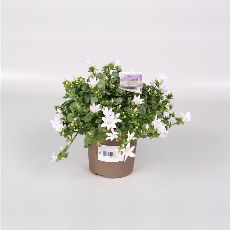 Ambella Purple® Ambella Lavender® - Website van Endhoven Flowering Plants