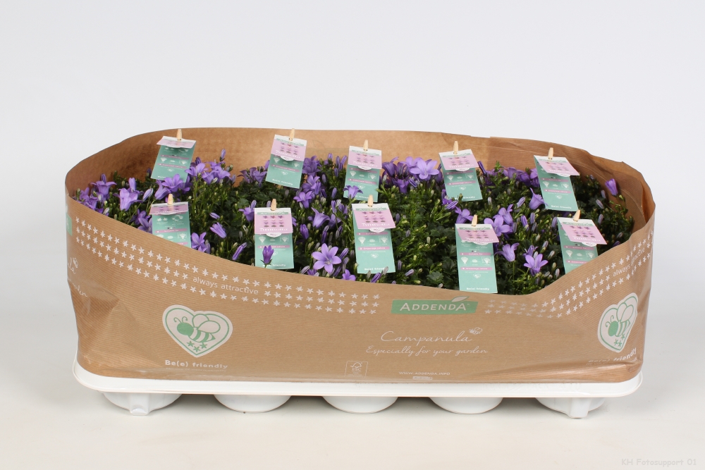 Ambella Purple® Ambella Lavender® - Website van Endhoven Flowering Plants