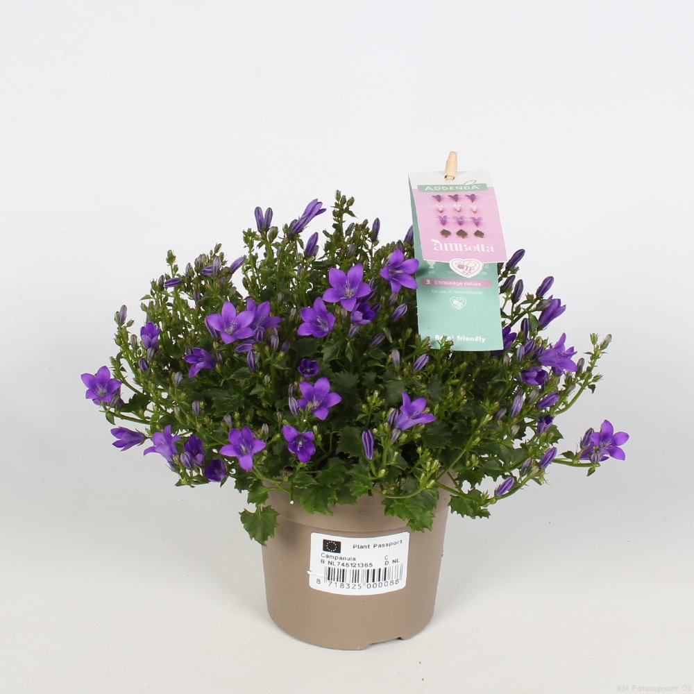 Ambella Purple® Ambella Lavender® - Website van Endhoven Flowering Plants