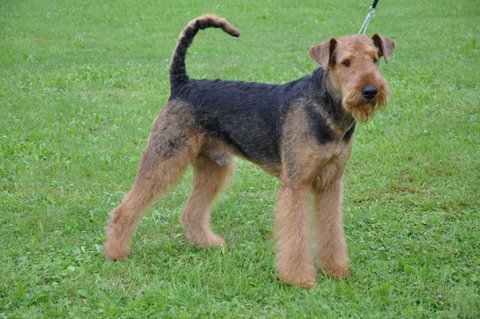 Der Airedale Terrier - Airedaleterrier Club (SATC)
