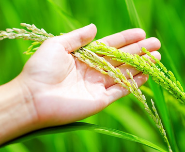 Reisanbau in Thailand - Urlaub in Thailand erleben