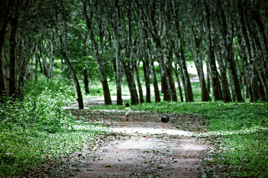 Kautschukgewinnung in Thailand - Urlaub in Thailand erleben