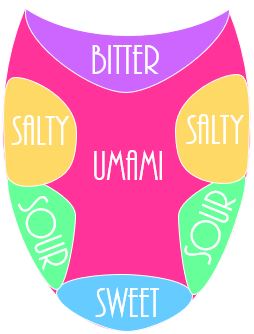 The 5 Different Types of Taste - Hunger 4 More