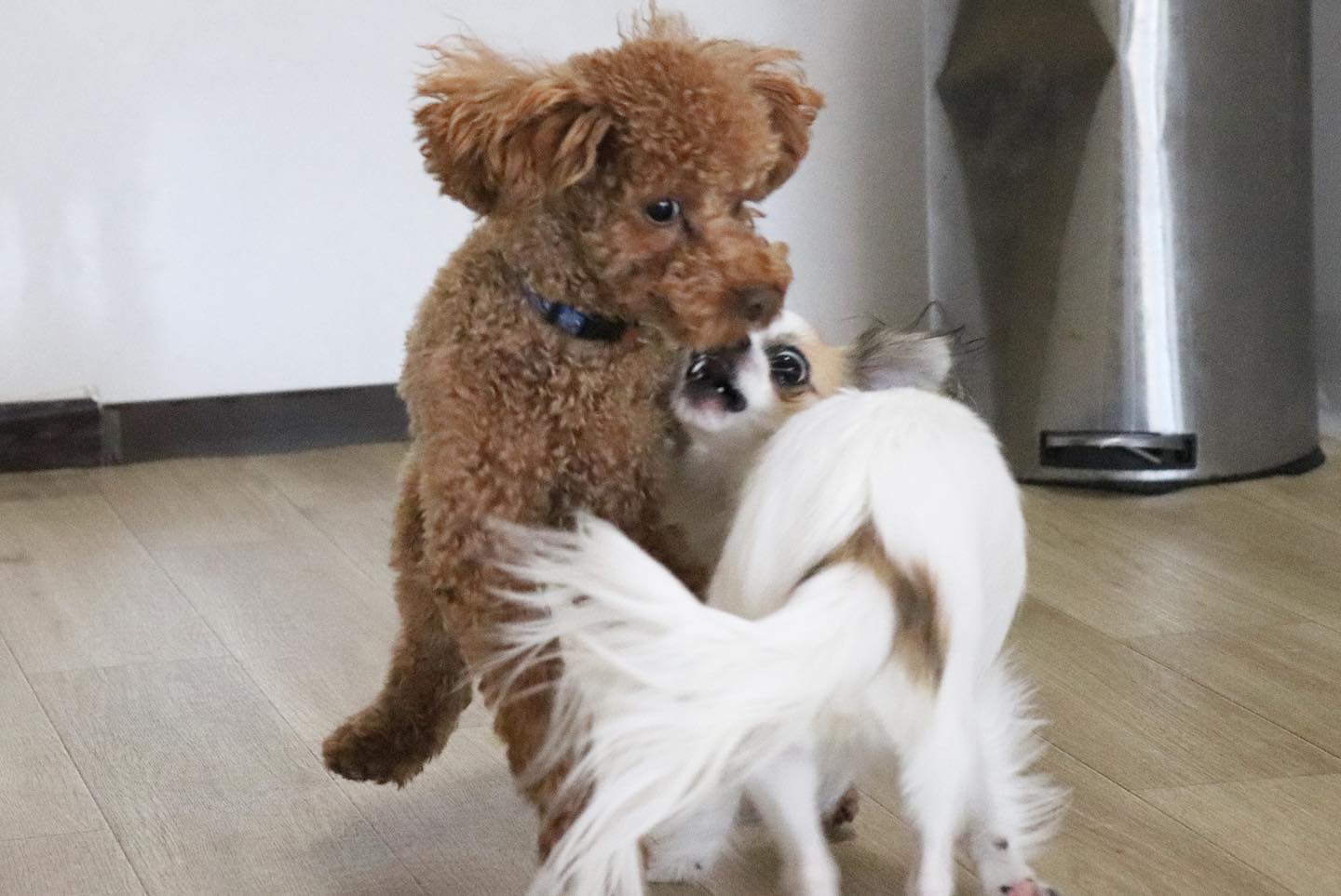 オトモダチ - Dog Nit'sへようこそ