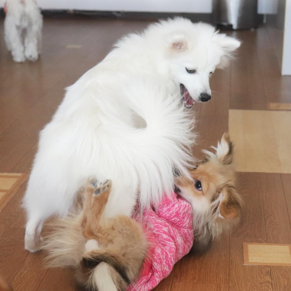 仲よし - Dog Nit'sへようこそ