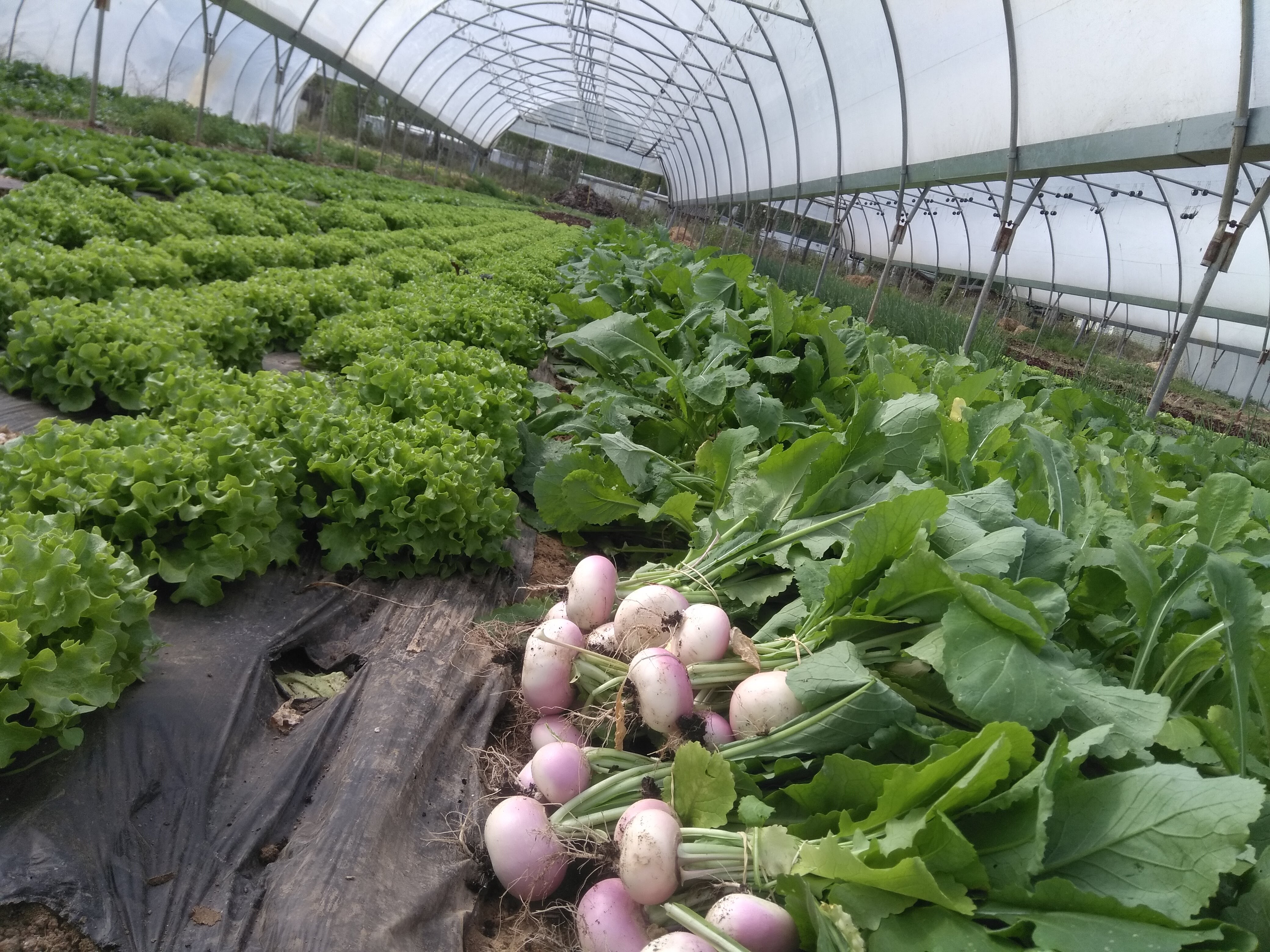 Accueil - La Cueillette de Cappy - fruits légumes
