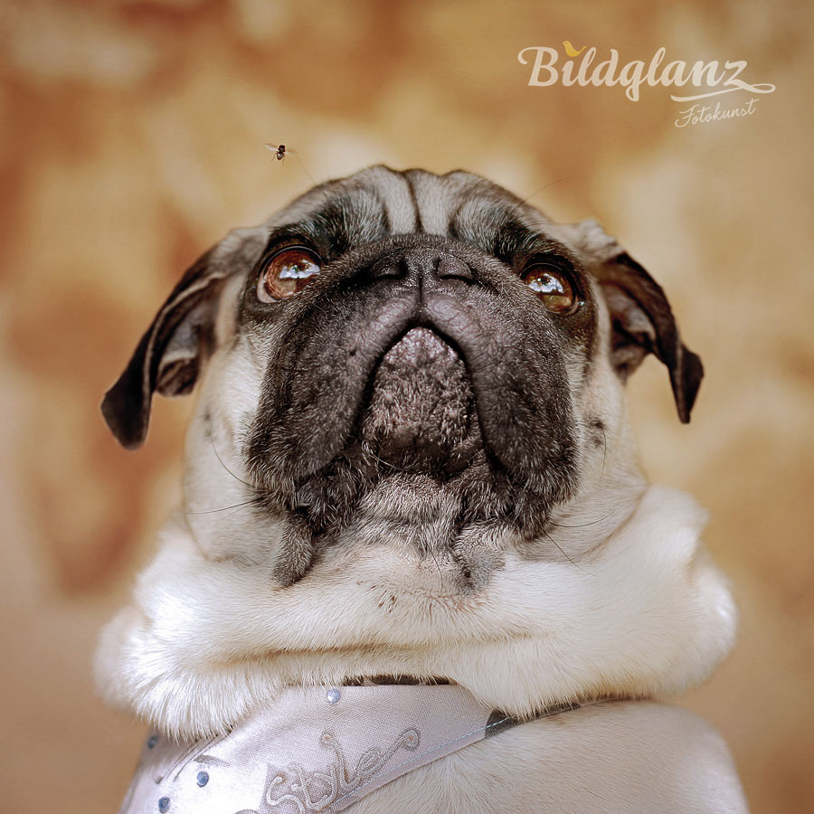 MopsDog Streetwear - MopsDogStreetwear