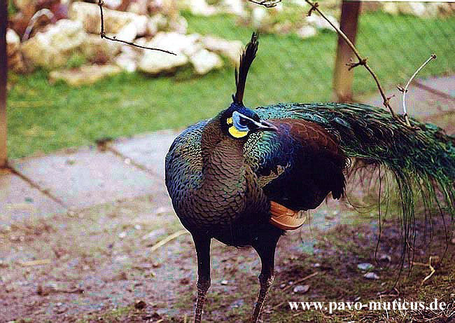 Pavo muticus muticus - pfauenzuchts Webseite!