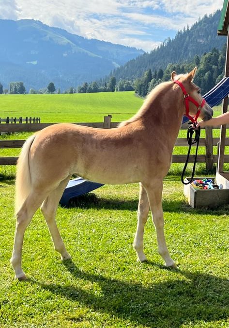 Aktuelles - Haflinger Hochfilzer