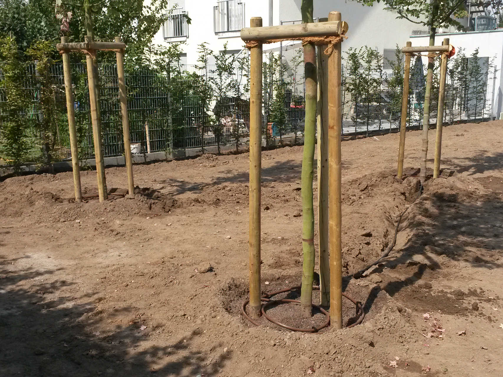 Pflanzungen - Hansberg Garten- und Landschaftsbau