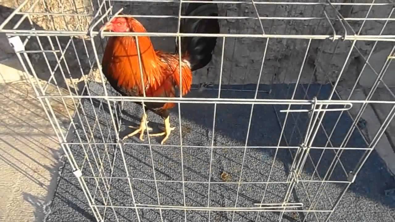 MALLA ELECTROSOLDADA MULTIMALLA GALVANIZADA SOLDADA - GruDisA Metal ...