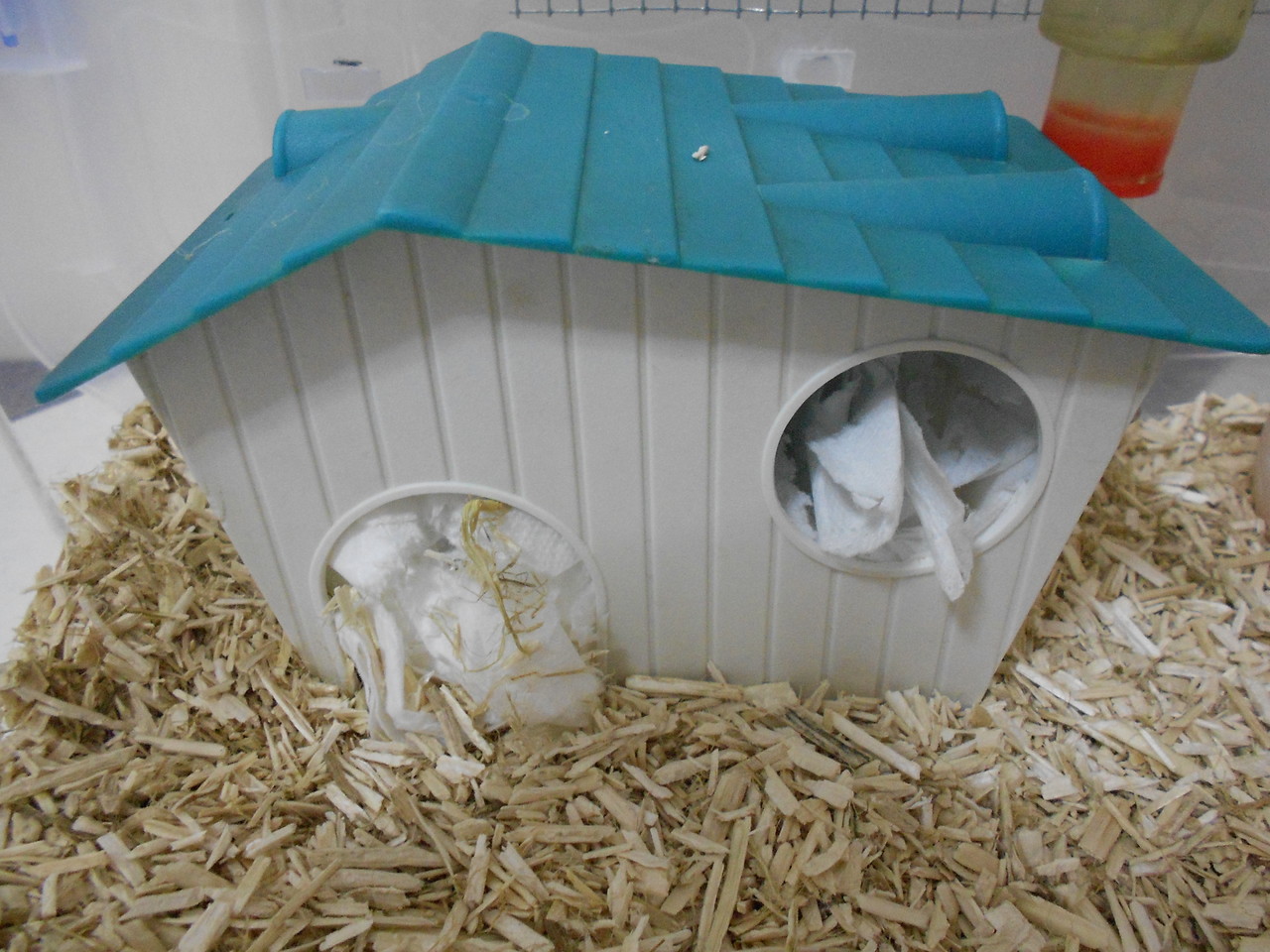 Nosotros: - La Casa Del Ratón - criadero responsable de ratones de compañía