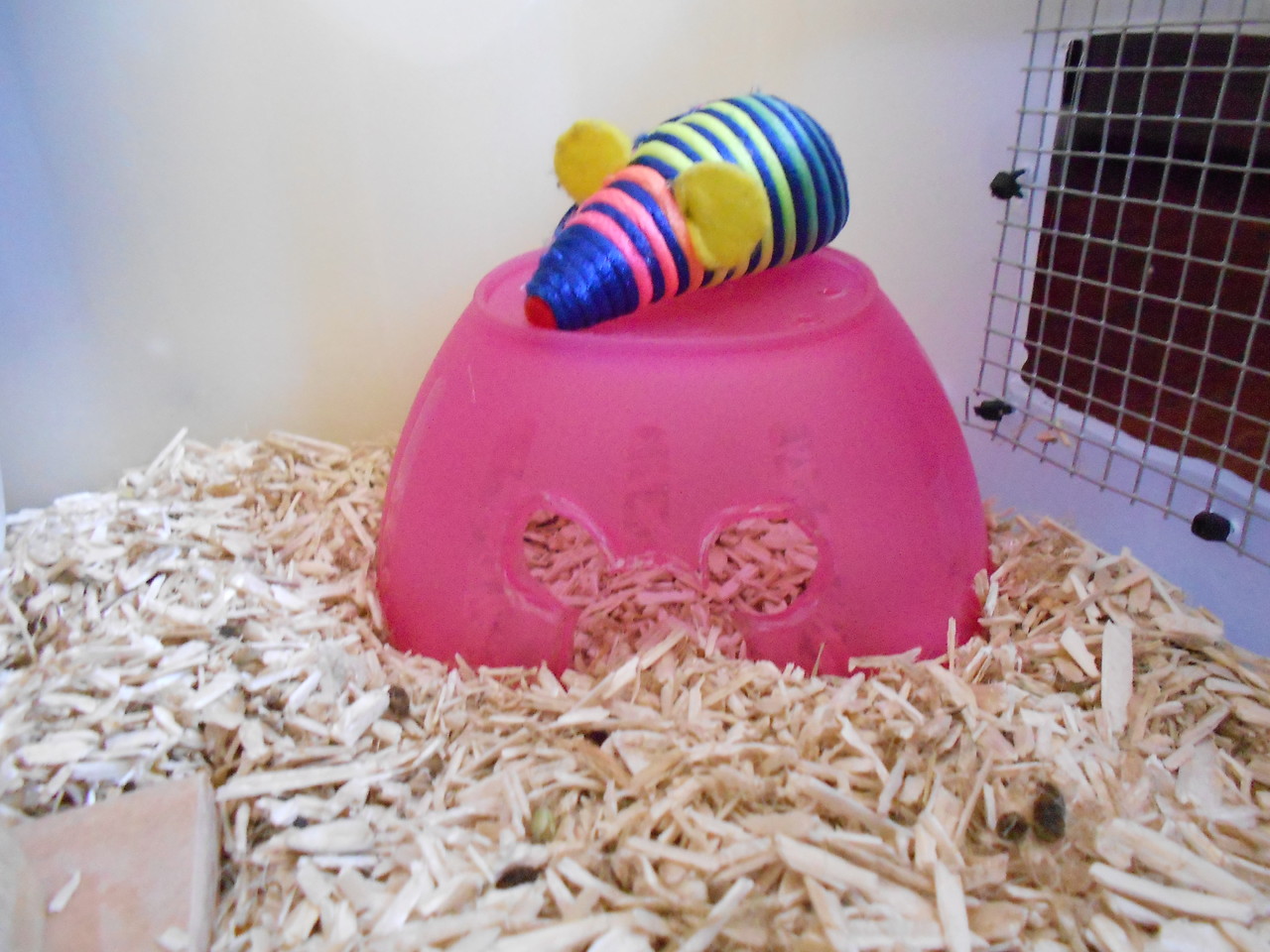 Nosotros: - La Casa Del Ratón - criadero responsable de ratones de compañía