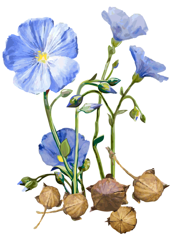 Märchenzeit (2) - Der Flachs - taeterwerkstatts Webseite!