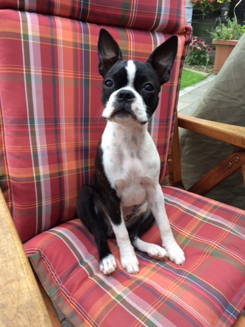 Sookie - bostonterrier-from-fenway-parks Webseite!
