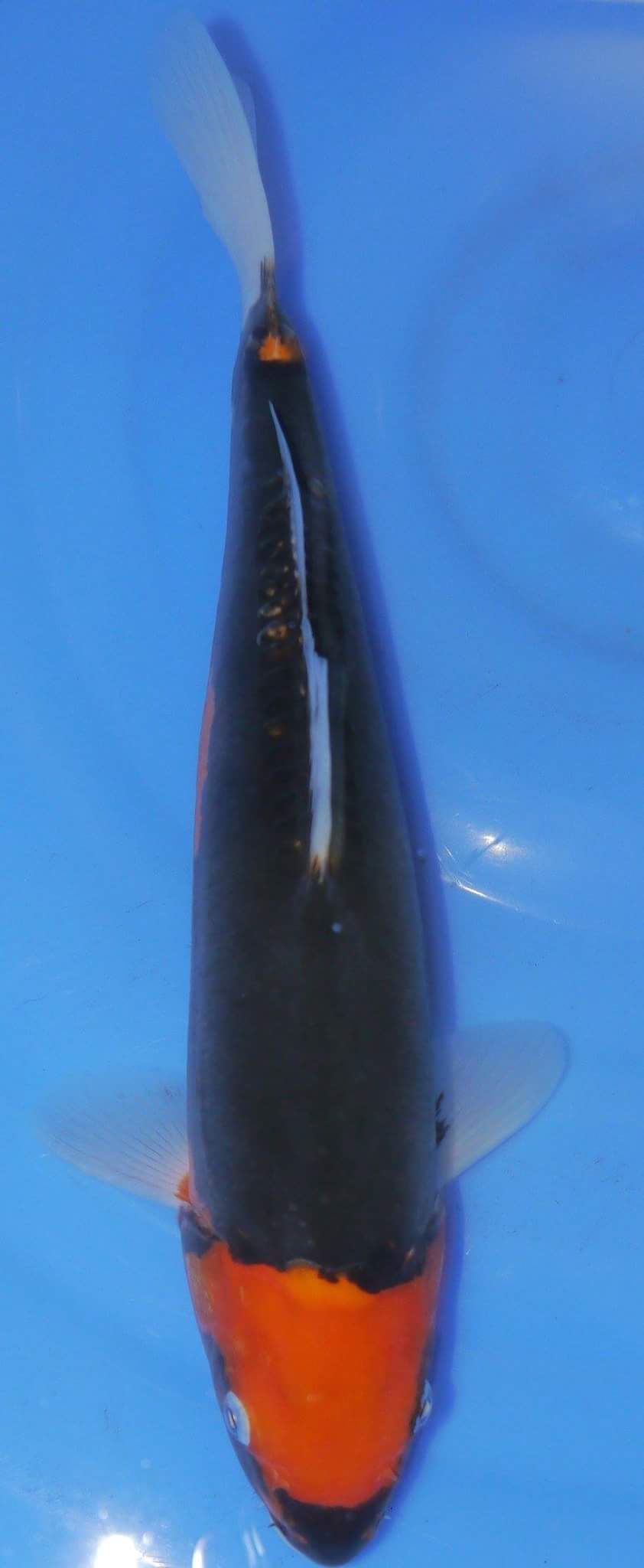 Koi Travel Polen 2015-Koi reizen Japan-Koi reizen Yoshikigoi..... - van ...