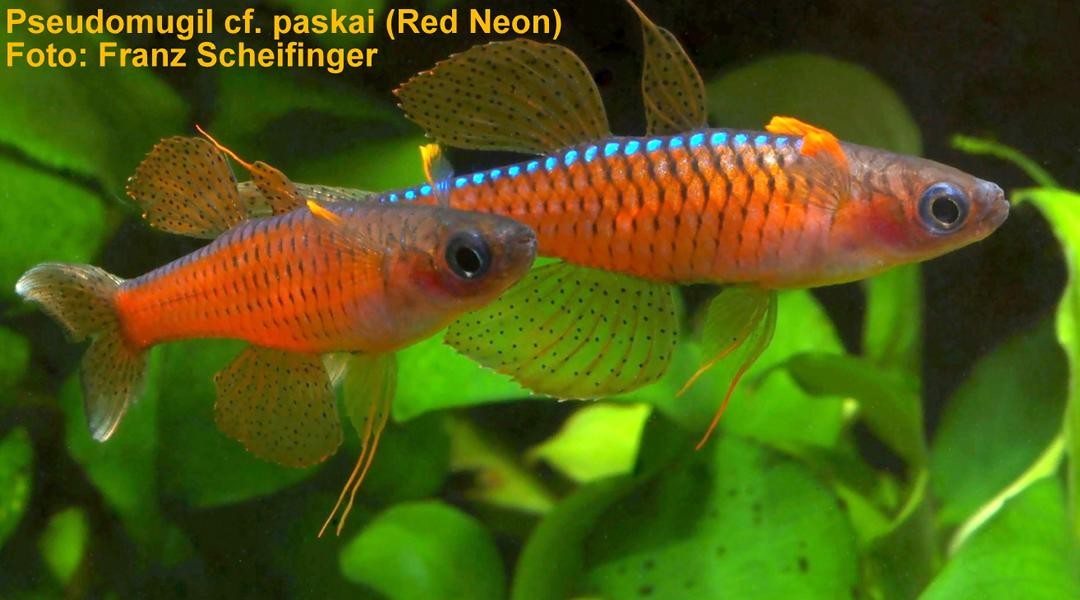 luminatus - rainbowfishstable