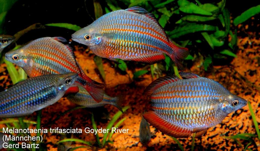 Goyder River - rainbowfishstable