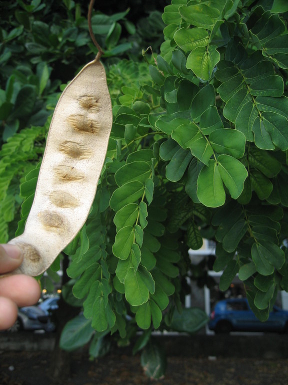 Apprendre à reconnaitre les graines - Site Jimdo de lacaseagraines!