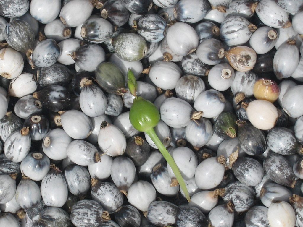 Apprendre à reconnaitre les graines - Site Jimdo de lacaseagraines!