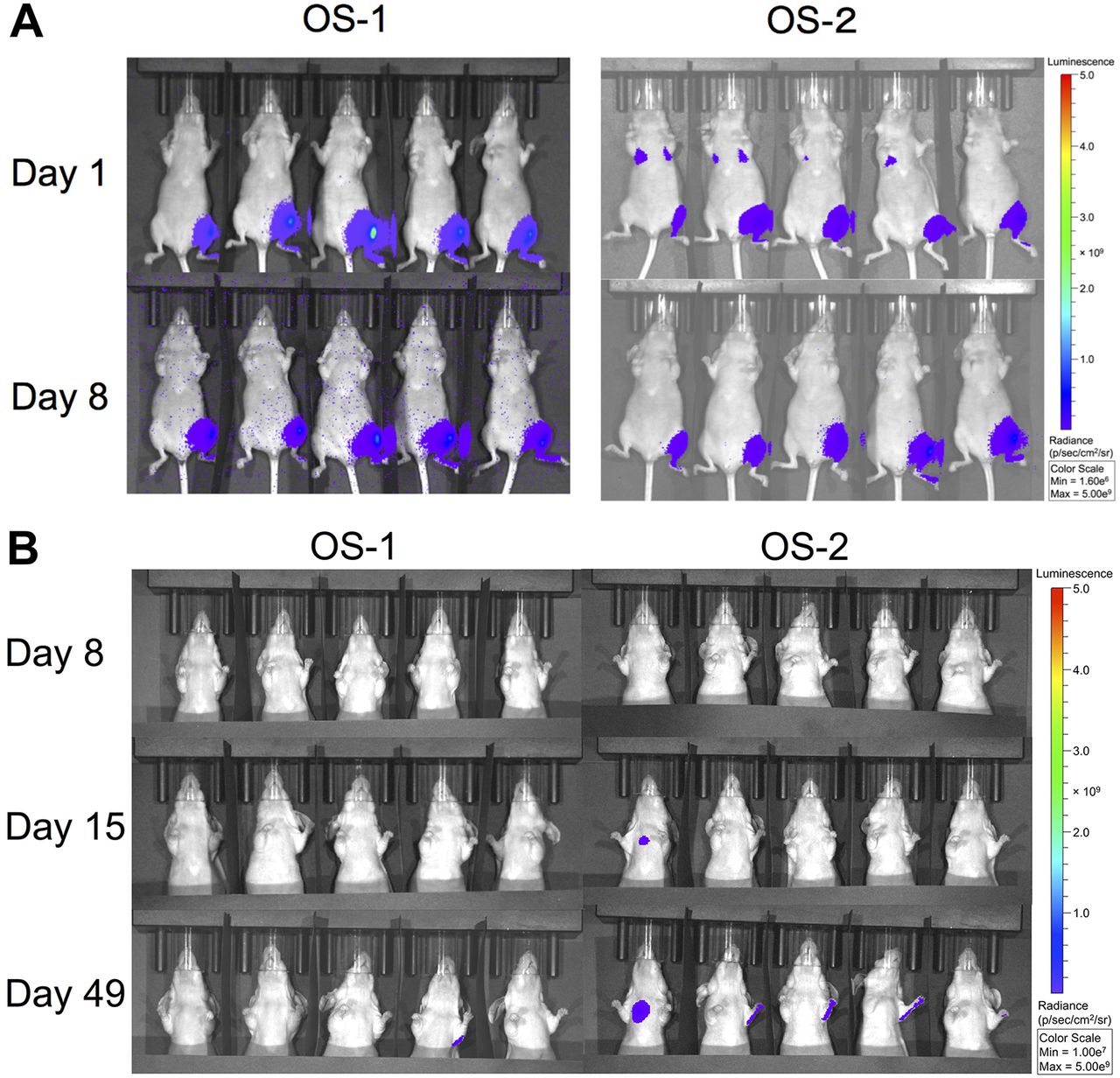 Heterotypic mouse models of canine osteosarcoma recapitulate tumor ...