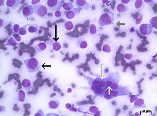 osteosarcoma in dogs spread to lungs