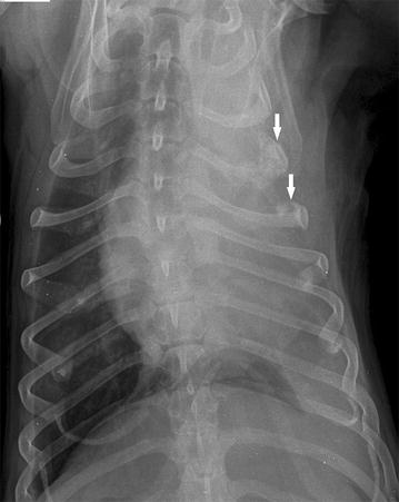 osteosarcoma in dogs spread to lungs