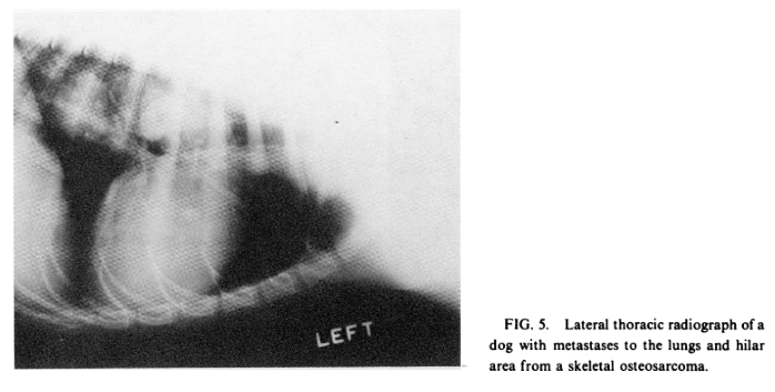 osteosarcoma in dogs spread to lungs