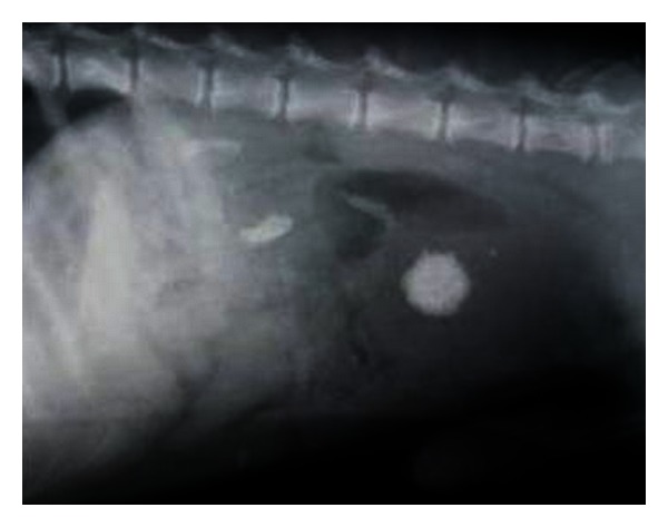 Ultrasonographic Imaging for Structural Characterization of Renal ...