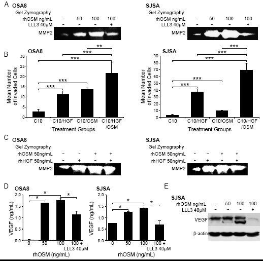 Oncostatin M promotes STAT3 activation, VEGF production, and invasion ...