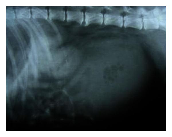Ultrasonographic Imaging for Structural Characterization of Renal ...