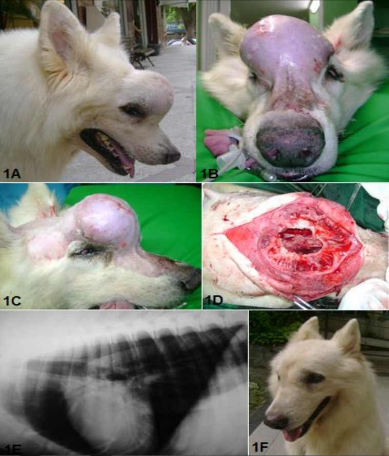 zygomatic arch osteosarcoma dog