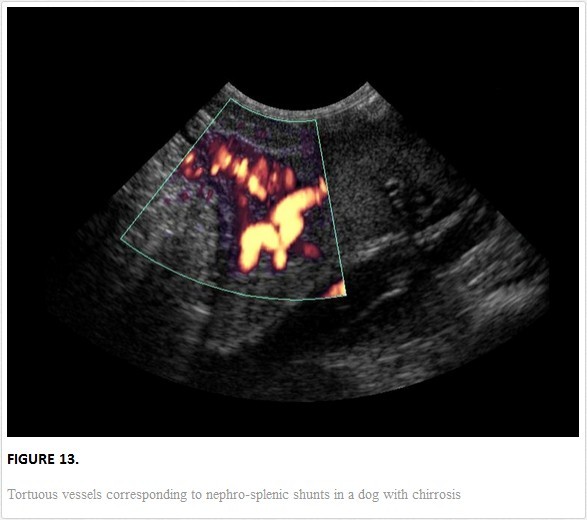 What Is A Normal Minimum Usg For A Dog