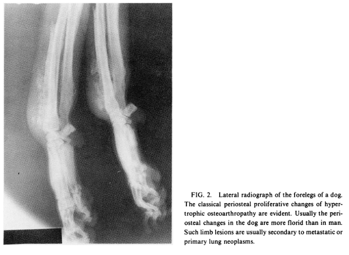 The Use of Naturally Occurring Cancer in Domestic Animals for Research ...