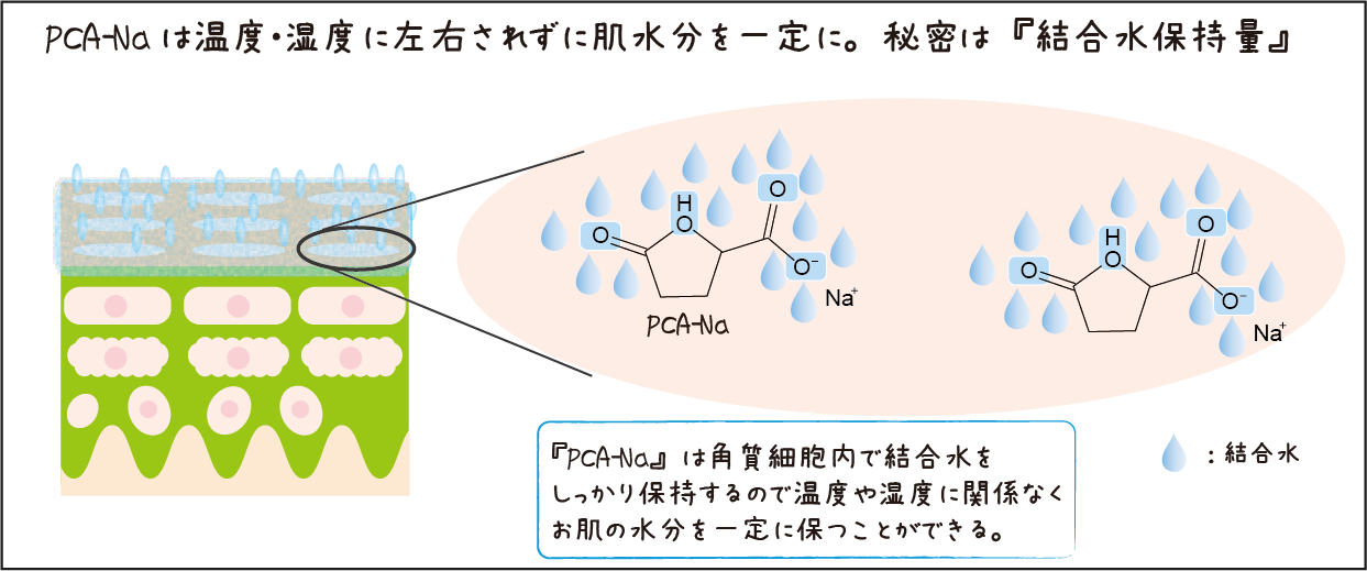 温度湿度に影響されずにしっかり保湿！PCA-Na（ピロリドンカルボン酸）。 - ホワイトラボ