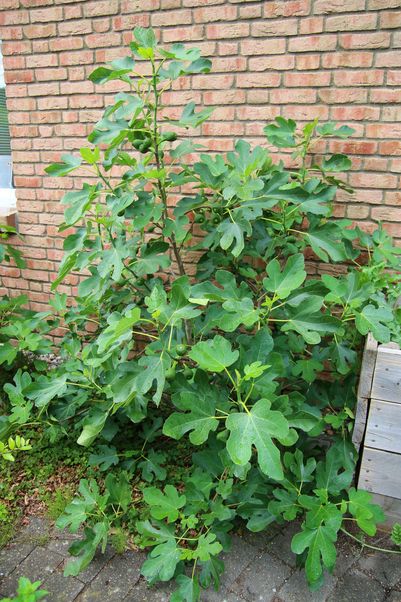 Feigenbäume für Norddeutschland: Mein mini Feigen-Verschenk-Projekt ...