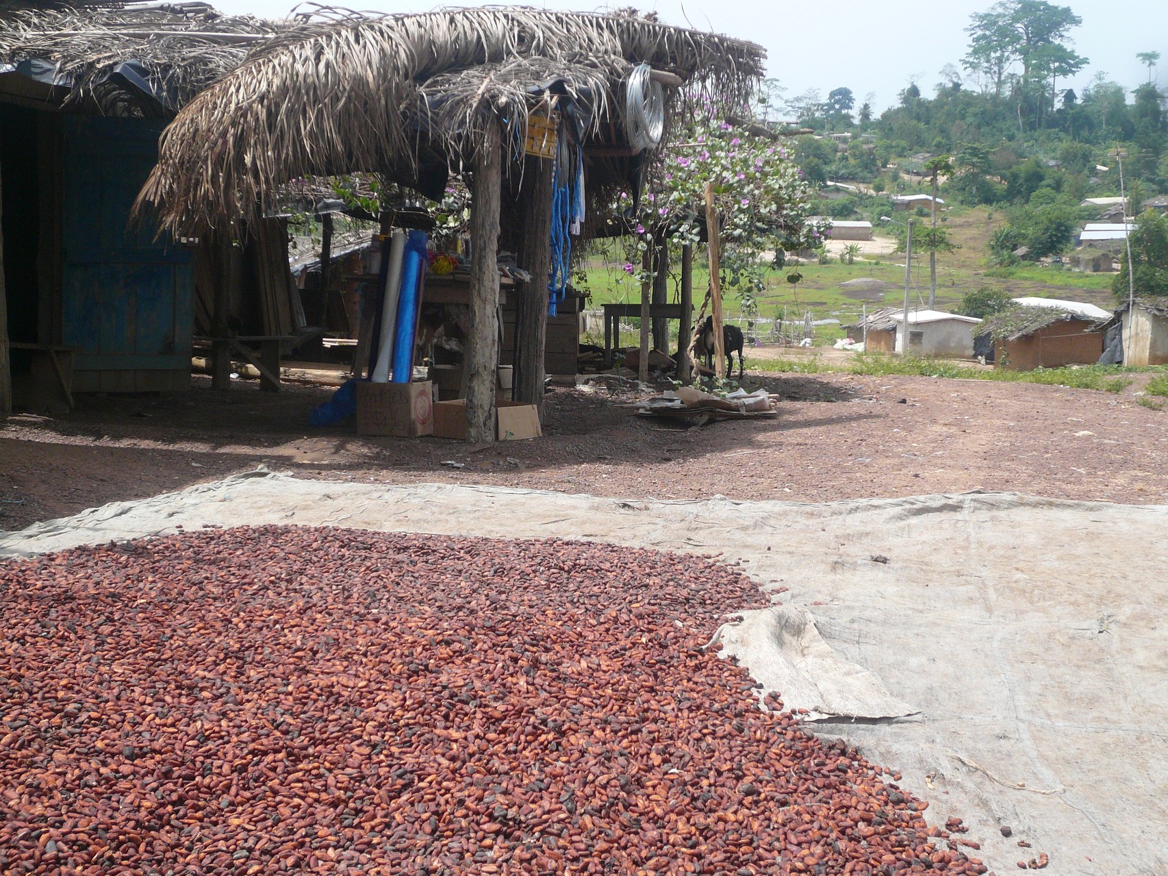 Global Market - Cacao Mama