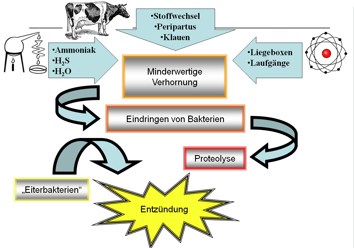 Klauenpflege und Klauengesundheit - Rindergesundheitsdienst Dr. Klindworth